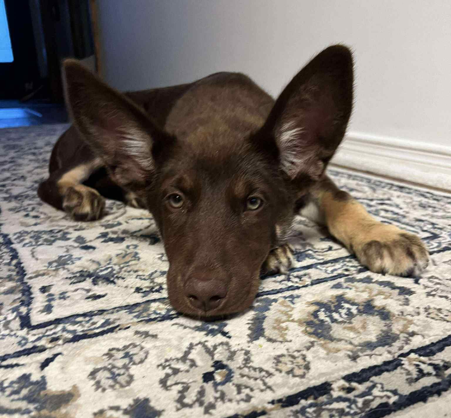 Pawsitive Steps Dog Rescue and Training Services